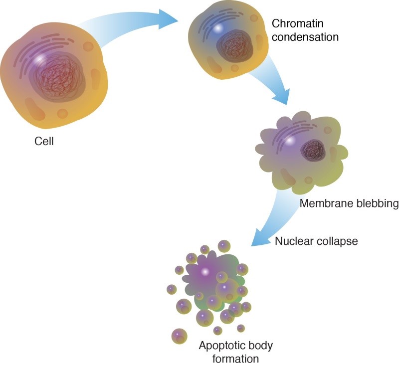 Regulation of Cell Growth and Death – Backgrounder on Cancer